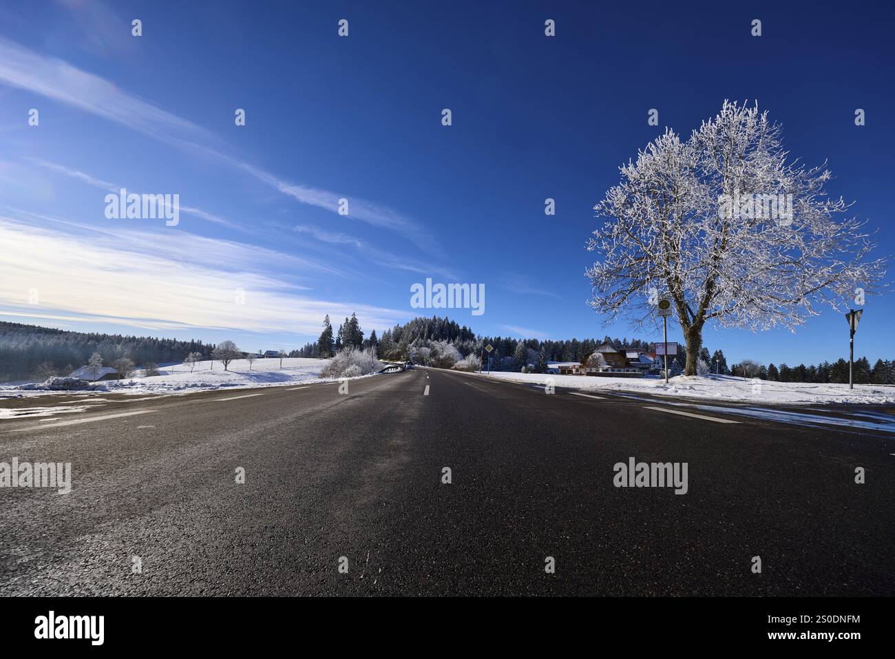Federal road B500, winter landscape, free-standing snow-covered tree ...
