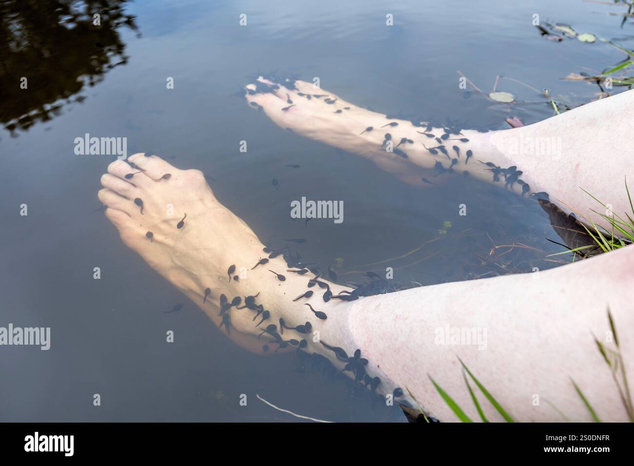 Tadpoles feed hi-res stock photography and images - Alamy