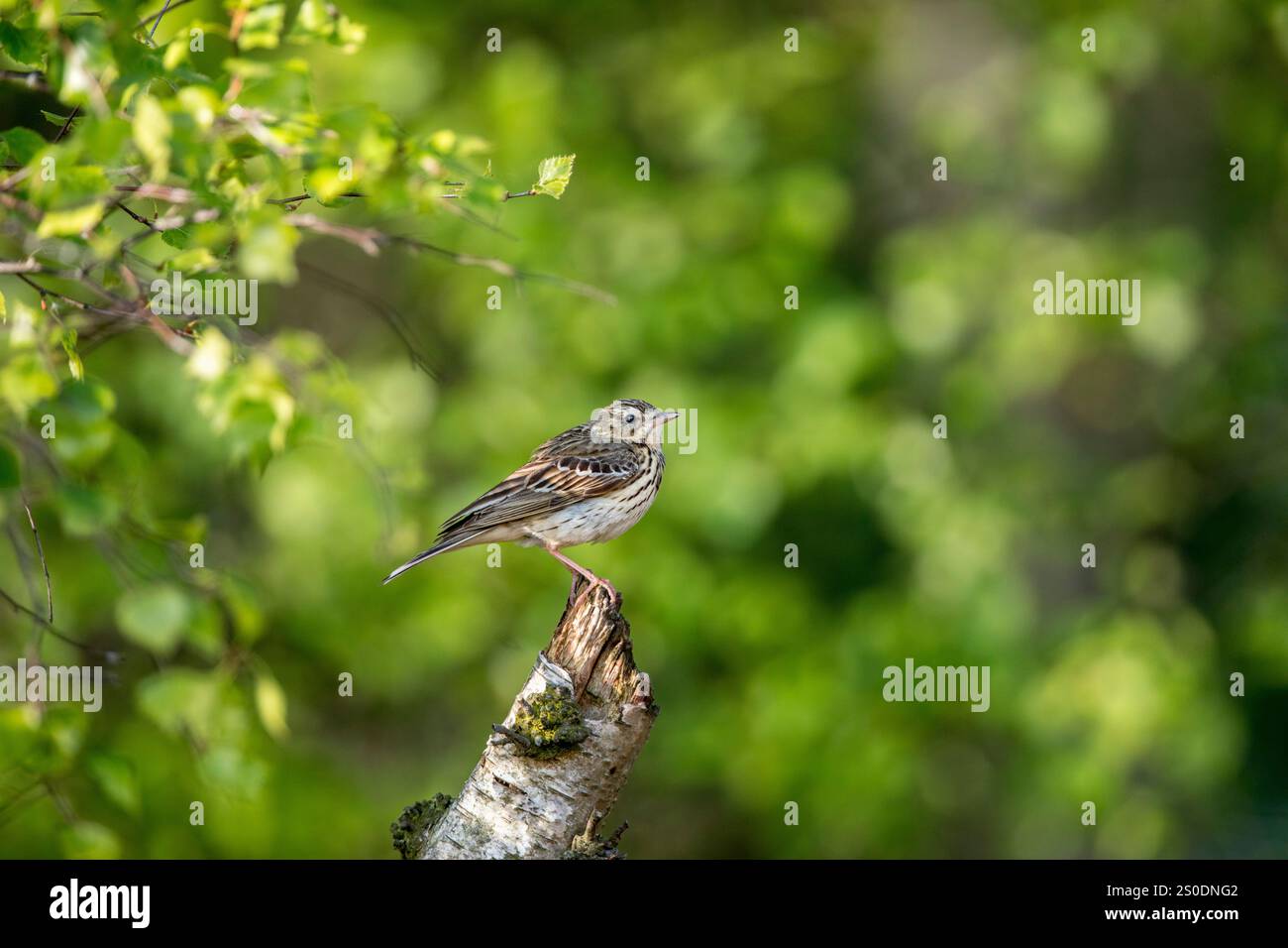 Tree Pipit; Anthus trivialis; UK Stock Photo - Alamy
