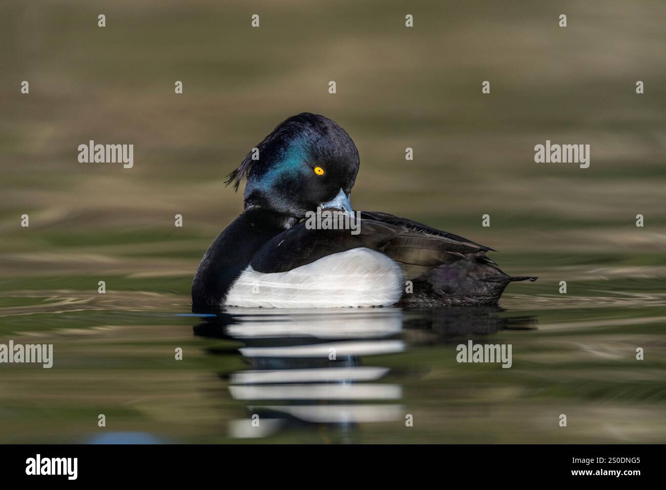 Tufted Duck; Aythya fuligula; Male; Preening; UK Stock Photo - Alamy