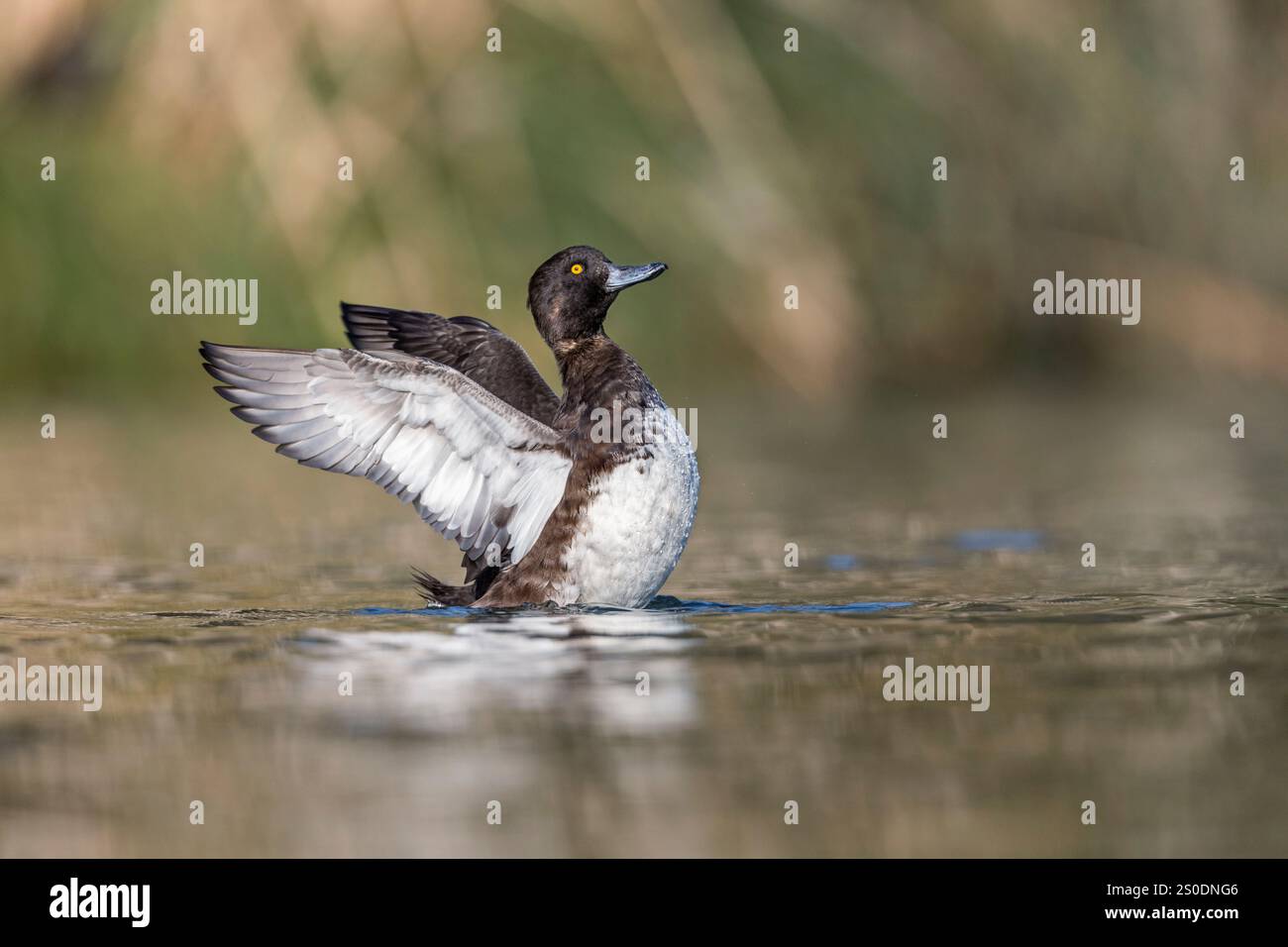 Tufted Duck; Aythya fuligula; Female; Preening; UK Stock Photo - Alamy