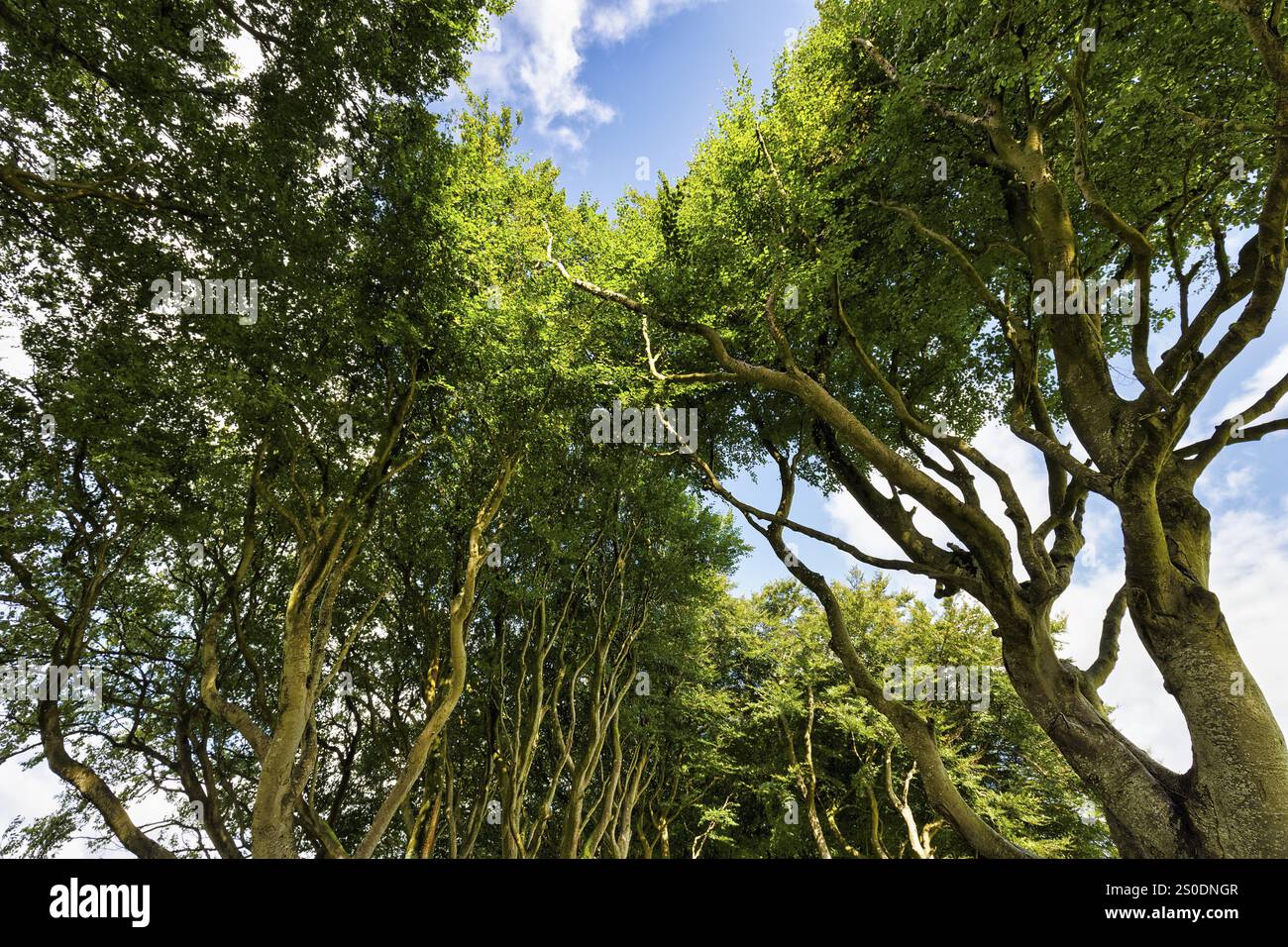 Treetops in the sunlight, famous beech avenue, The Dark Hedges, tunnel ...