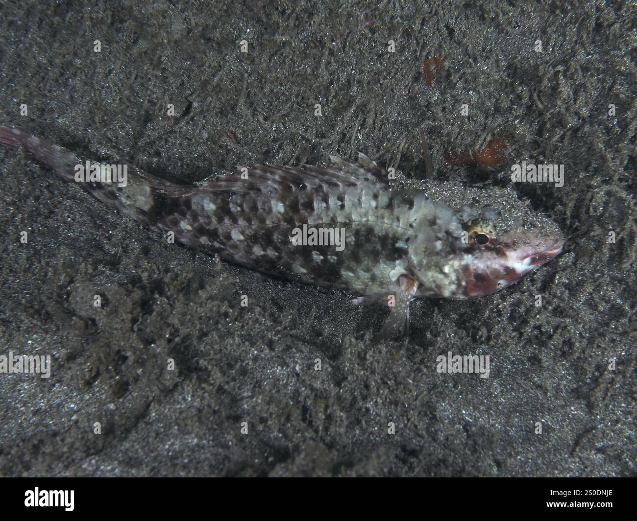 A well camouflaged Mediterranean parrotfish (Sparisoma cretense ...