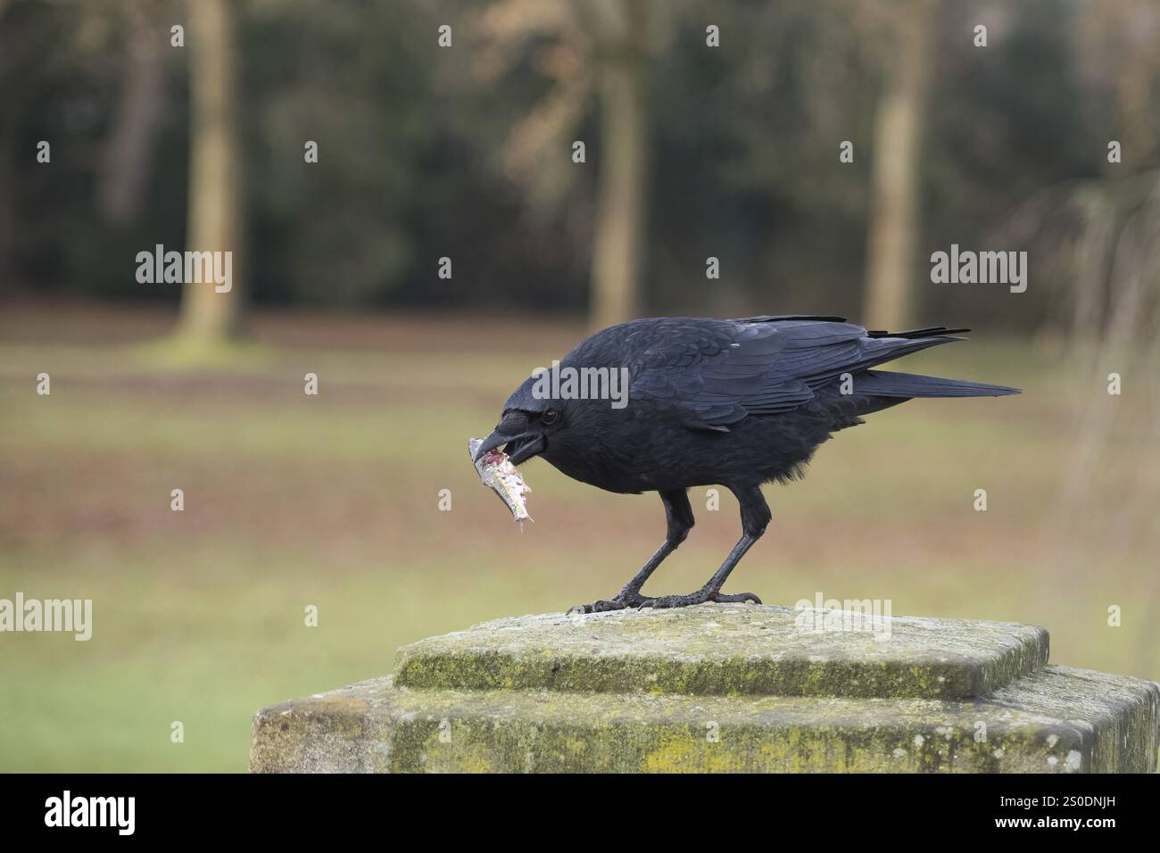 A crow (Corvus corone) with a prey fish in its beak on a stone bridge ...