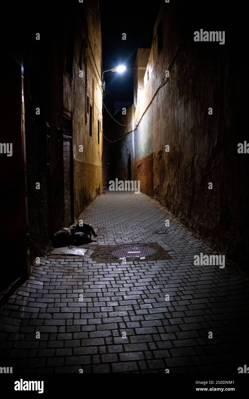 Cat in the medina in Meknes at nightfall in Morocco on 1 November 2023 ...