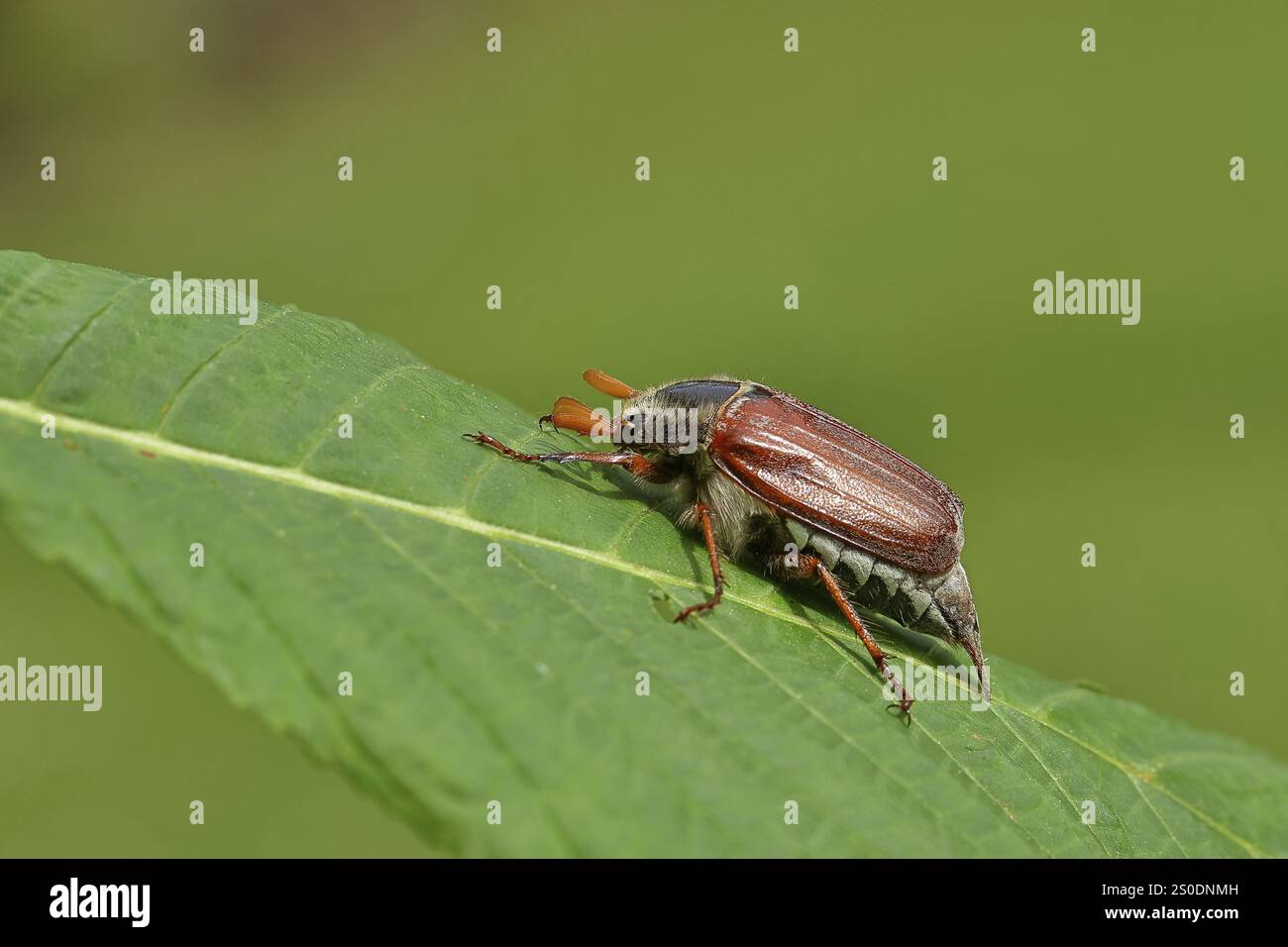 Wood cockchafer (Melolontha hippocastani), male, on leaf of a horse ...