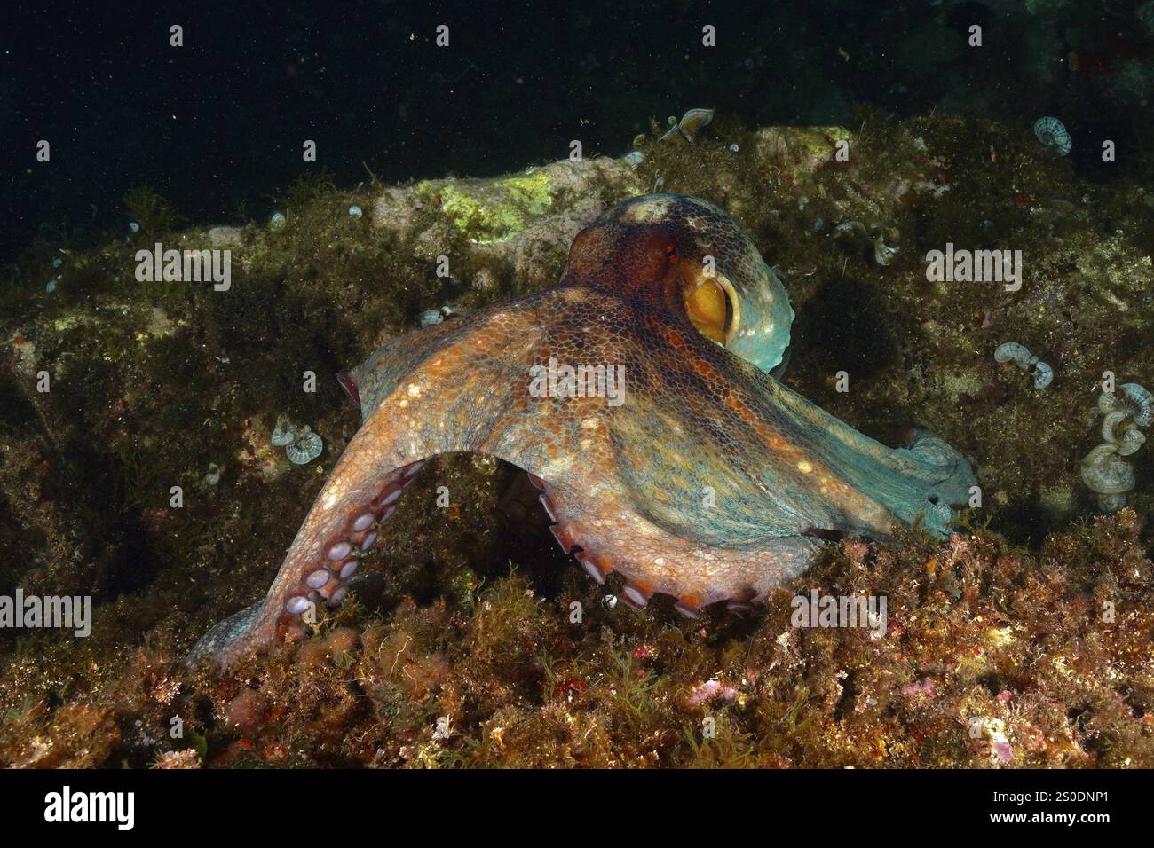 A colourful octopus, Common Octopus (Octopus vulgaris), moves across a ...