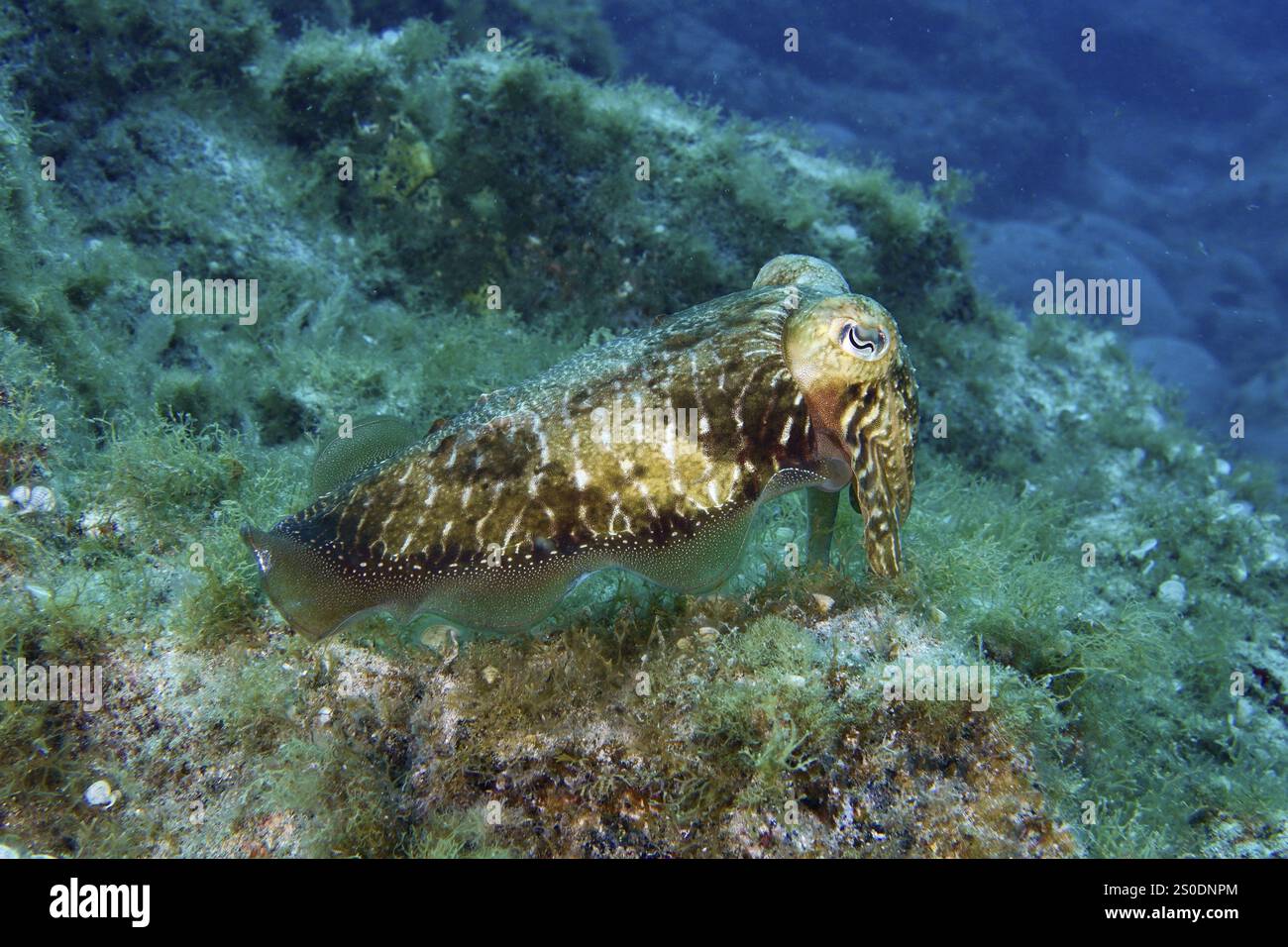 Common cuttlefish (Sepia officinalis) swimming over an algae-covered ...