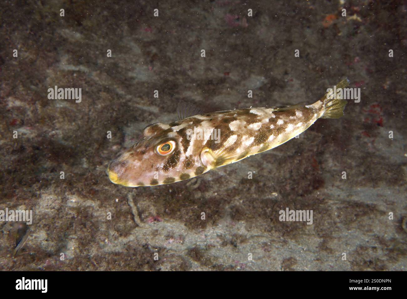 Montana fish fauna hi-res stock photography and images - Alamy