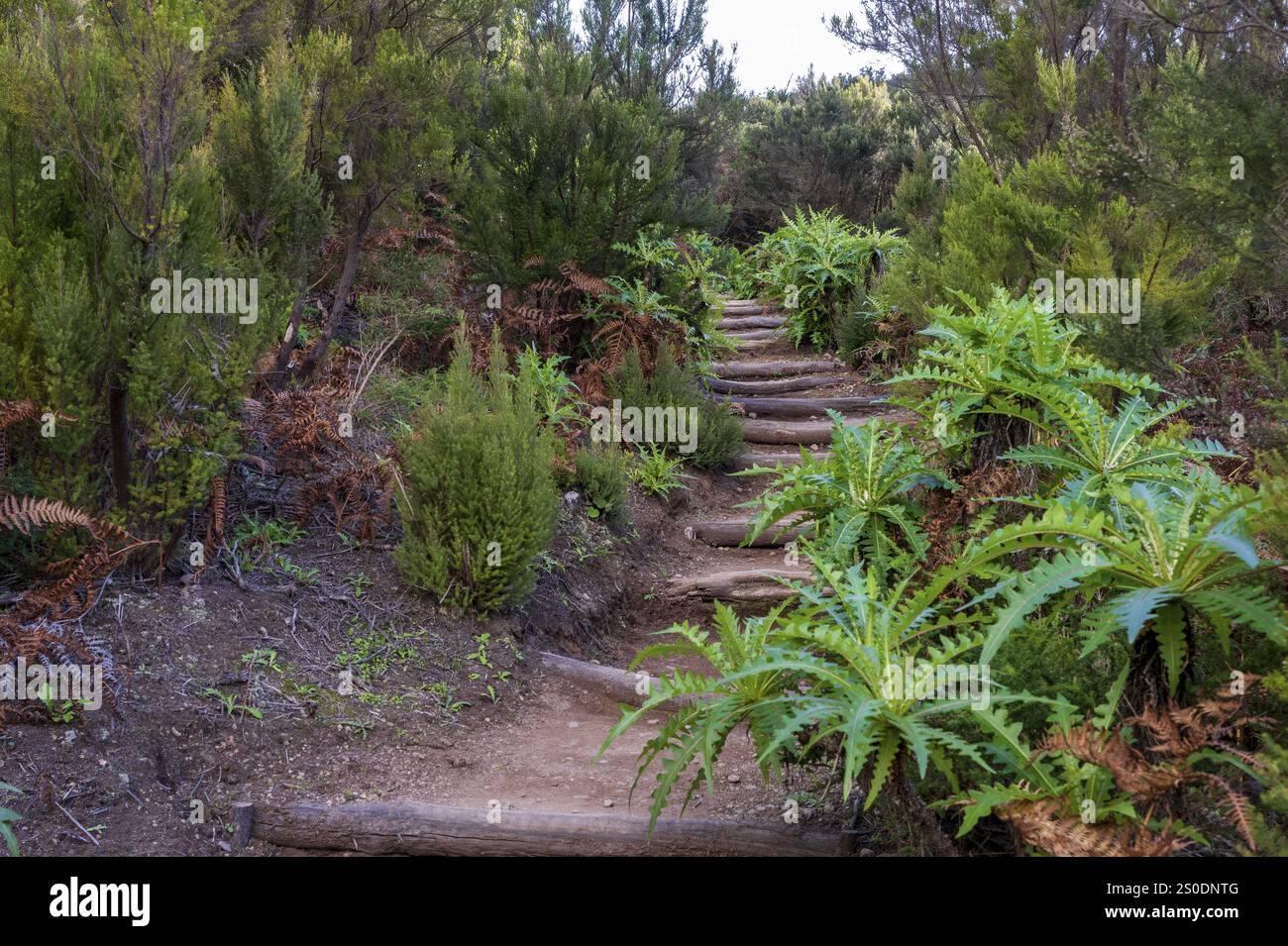 Hiking trail to the highest point of the island, Alto de Garajonay ...