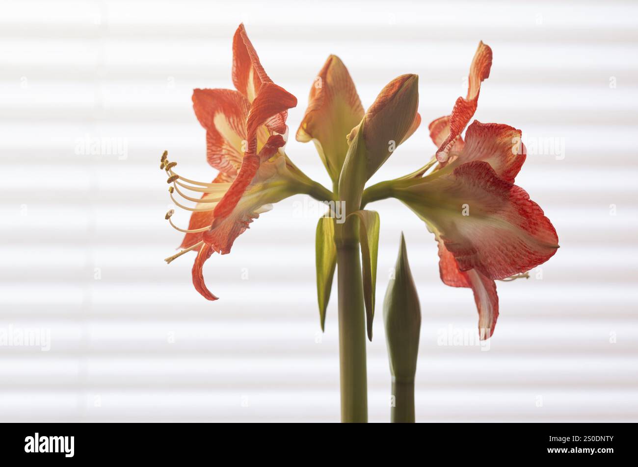 Indoor photo, red amaryllis, flower (Amaryllidaceae) and stamens, buds ...