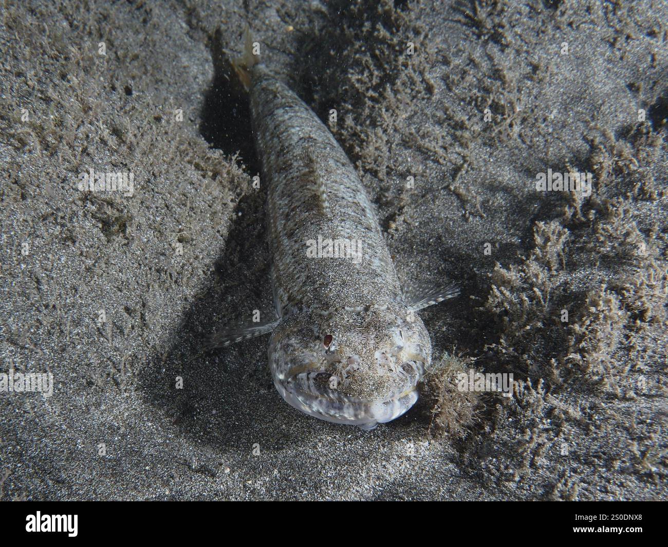 Atlantic lizardfish (Synodus saurus) camouflaged with the seabed ...