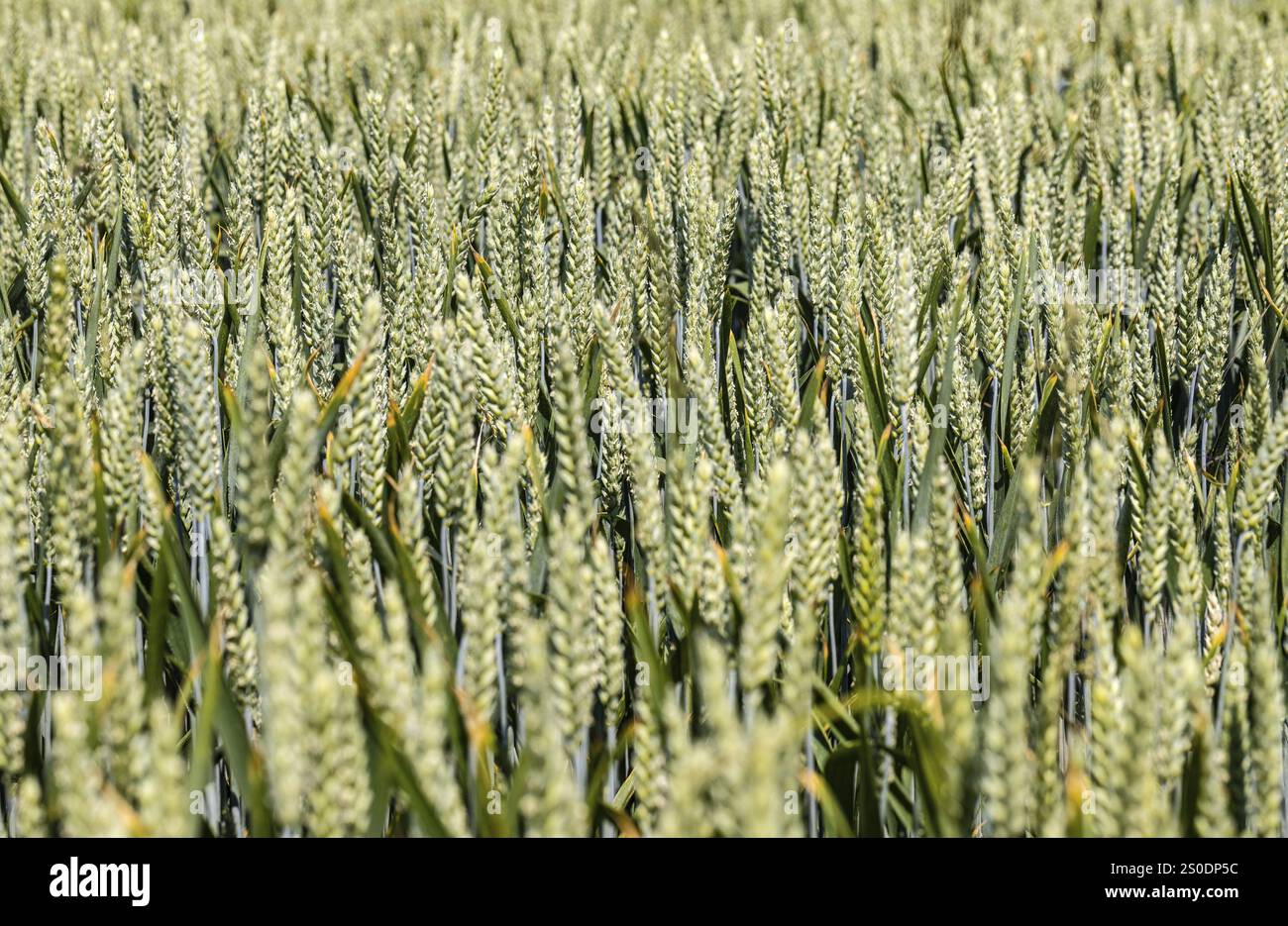 Green unripe maize field in detail as background Stock Photo - Alamy