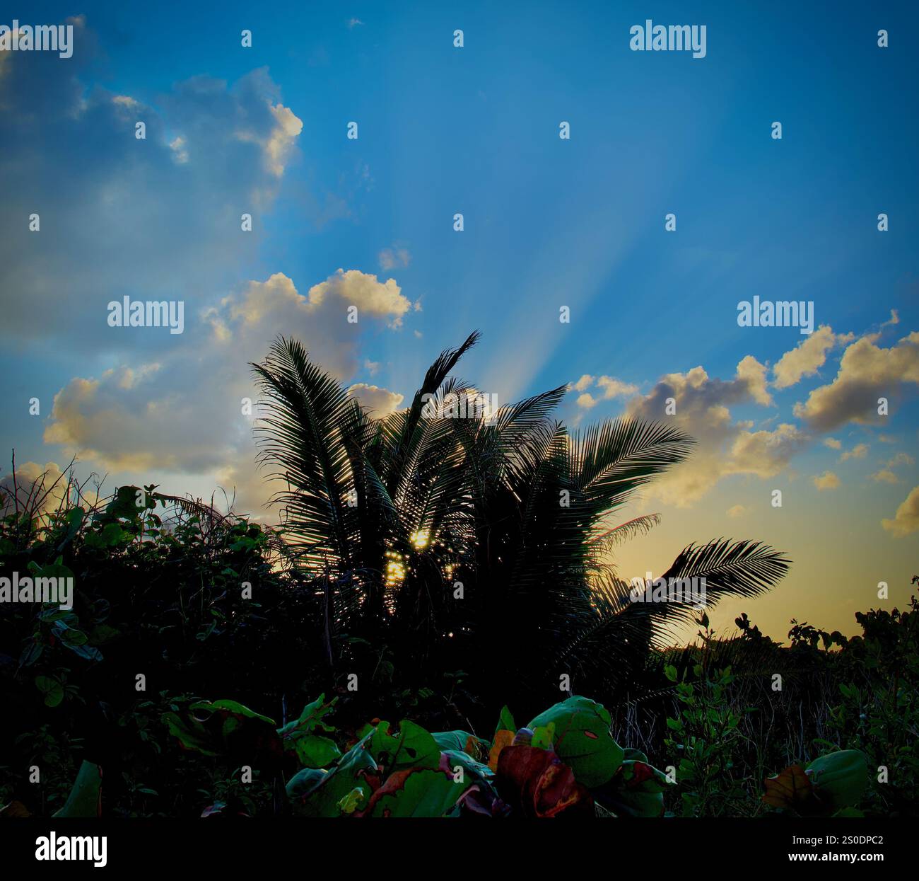 Moody palm tree sunset hi-res stock photography and images - Alamy