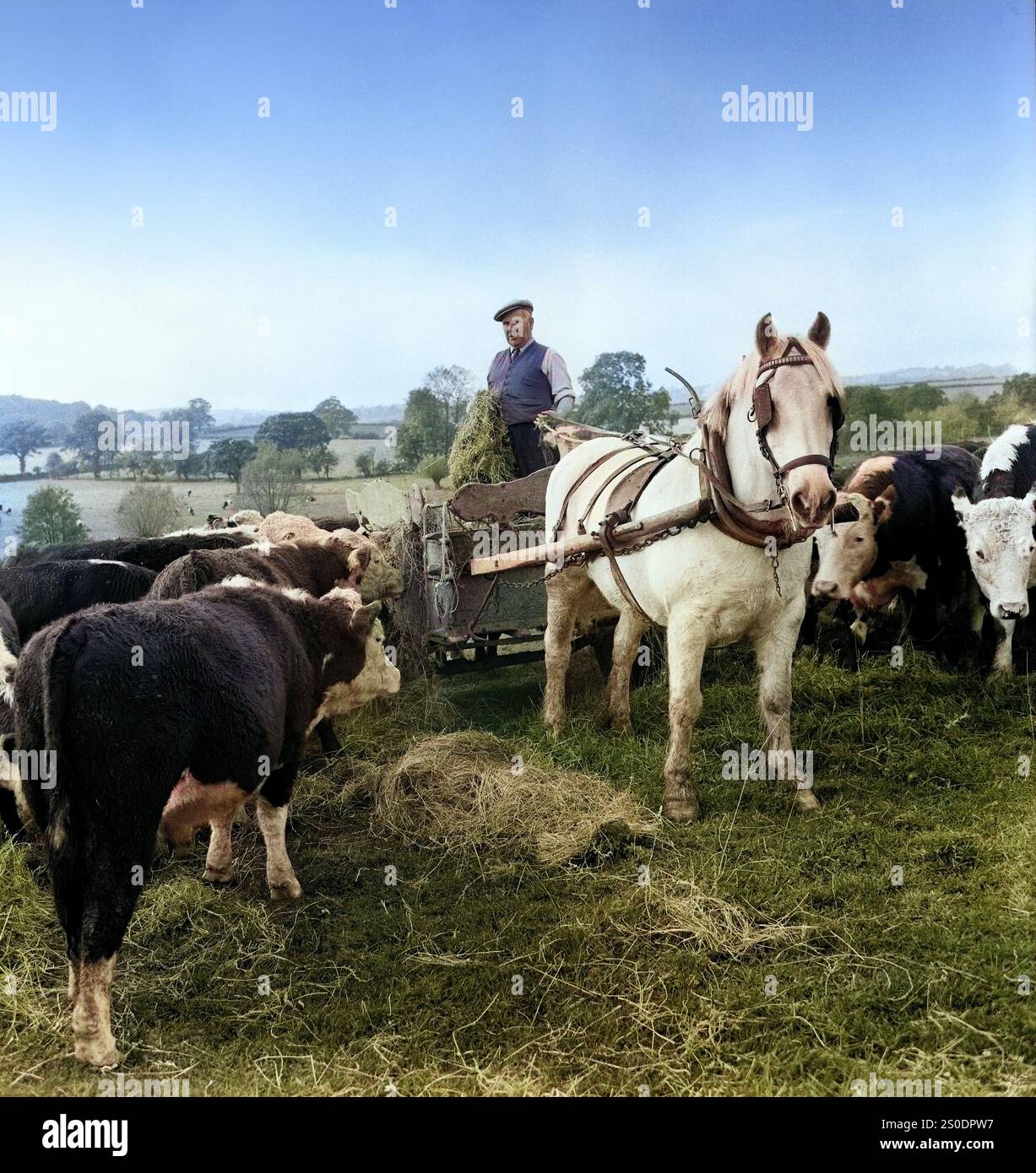Farmer Ben Alderson, Upper Walton Farm, Onibury, Shropshire feeding ...