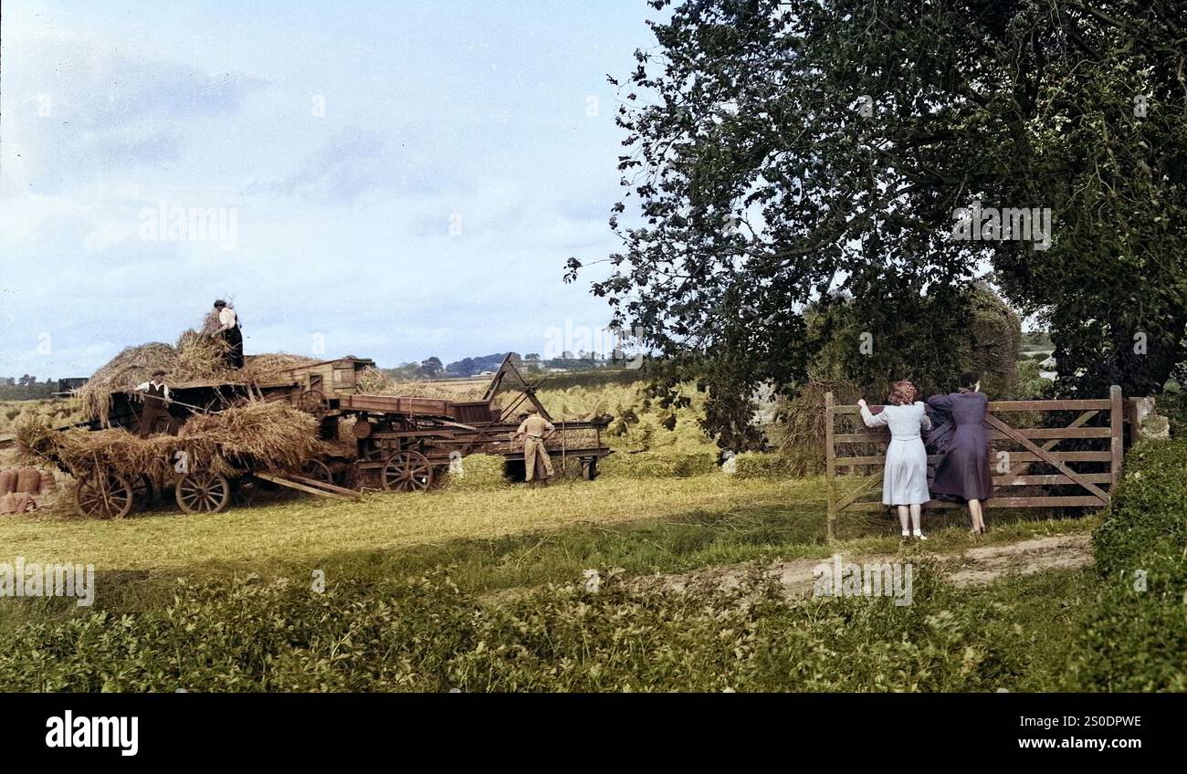 Rural harvest scene in summer Shropshire Britain Uk 1950s Stock Photo ...