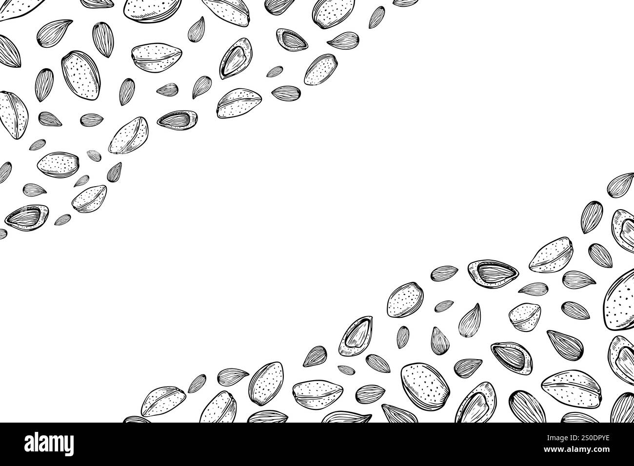 Graphic peeled and unshelled almond horizontal frame in black and white ...