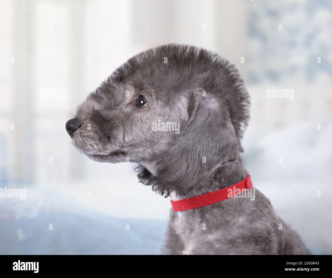 Portrait of a cute two month old Bedlington Terrier puppy dog indoors ...