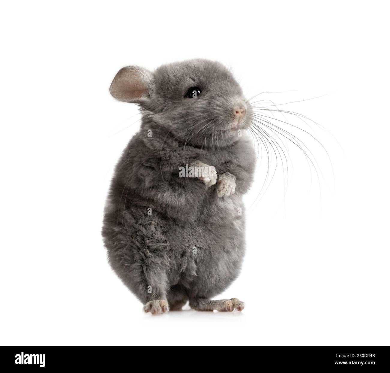 Two month old grey chinchilla stands on its hind legs isolated on a ...