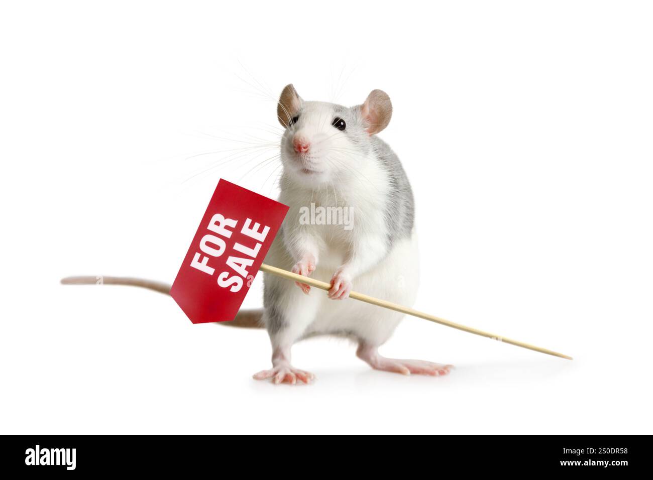 Cute little rat standing on his hind legs with a sign FOR SALE isolated ...