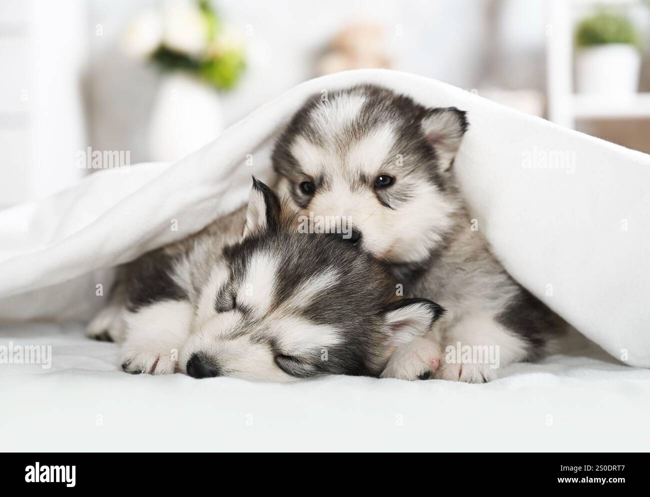 Two purebred Alaskan Malamute puppies one month old sleeping under a ...