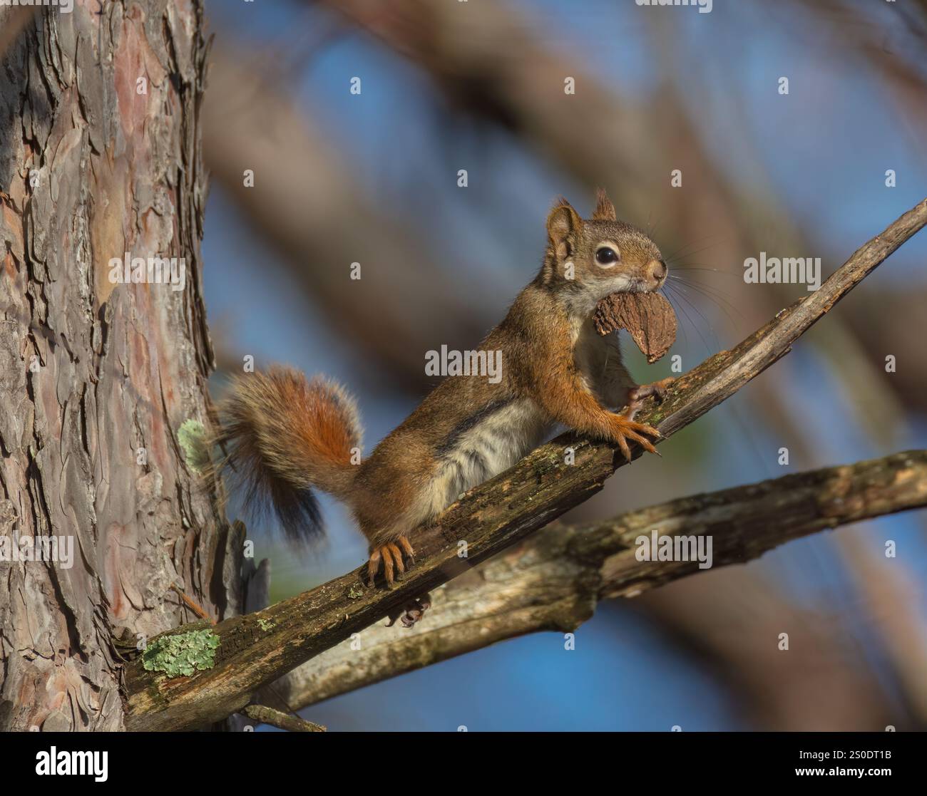 Red squirrel holding a nut shell on a November afternoon in northern ...