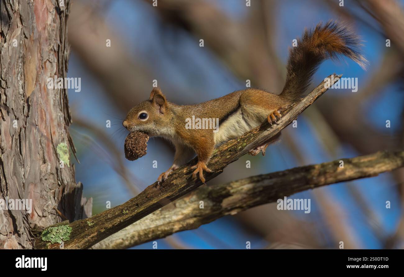Red squirrel holding a nut shell on a November afternoon in northern ...