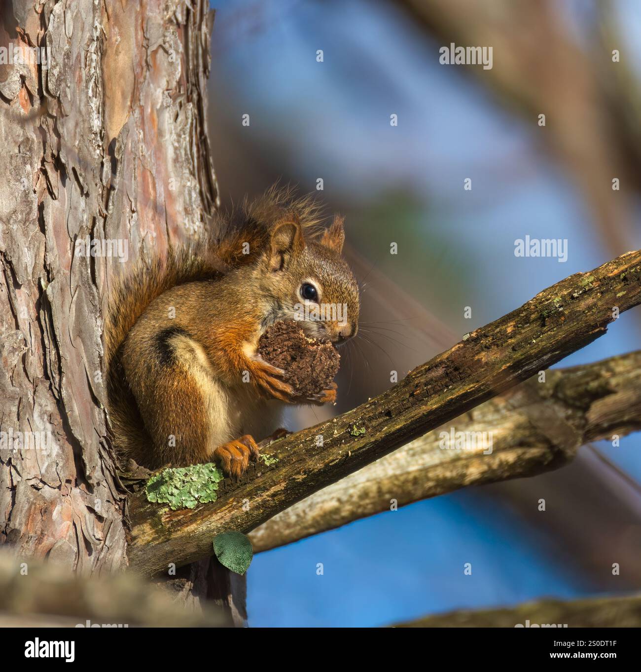 Red squirrel eating a nut on a November afternoon in northern Wisconsin ...