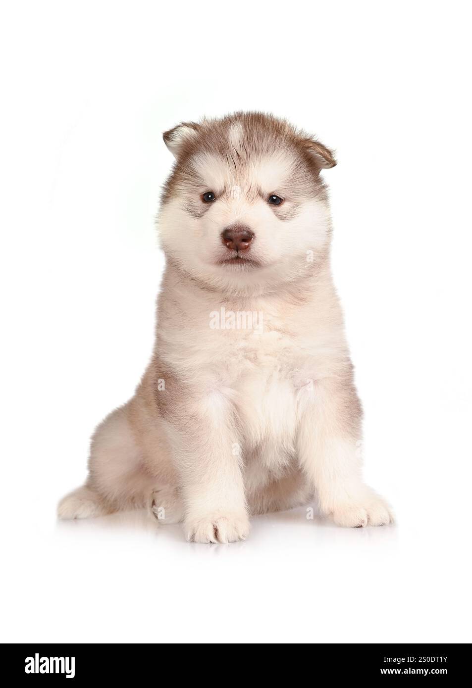 Cute Alaskan Malamute puppy one month old isolated on a white ...