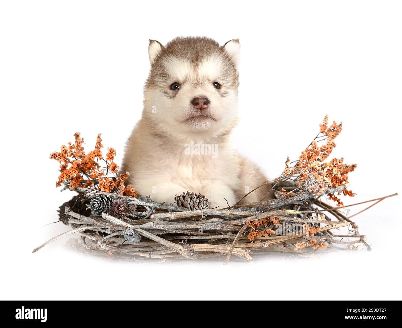 Cute gray Alaskan Malamute puppy sitting in a wicker basket isolated on ...