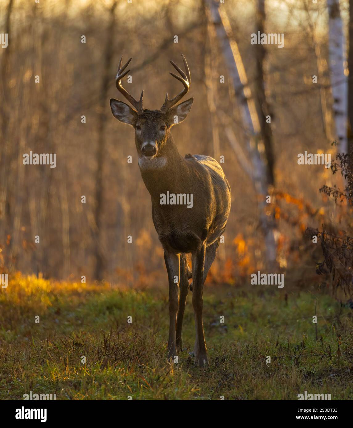 White-tailed buck during the rut in northern Wisconsin Stock Photo - Alamy