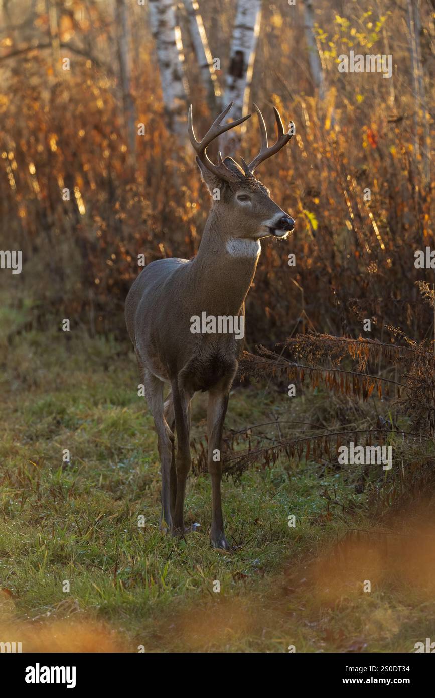 White-tailed buck during the rut in northern Wisconsin Stock Photo - Alamy