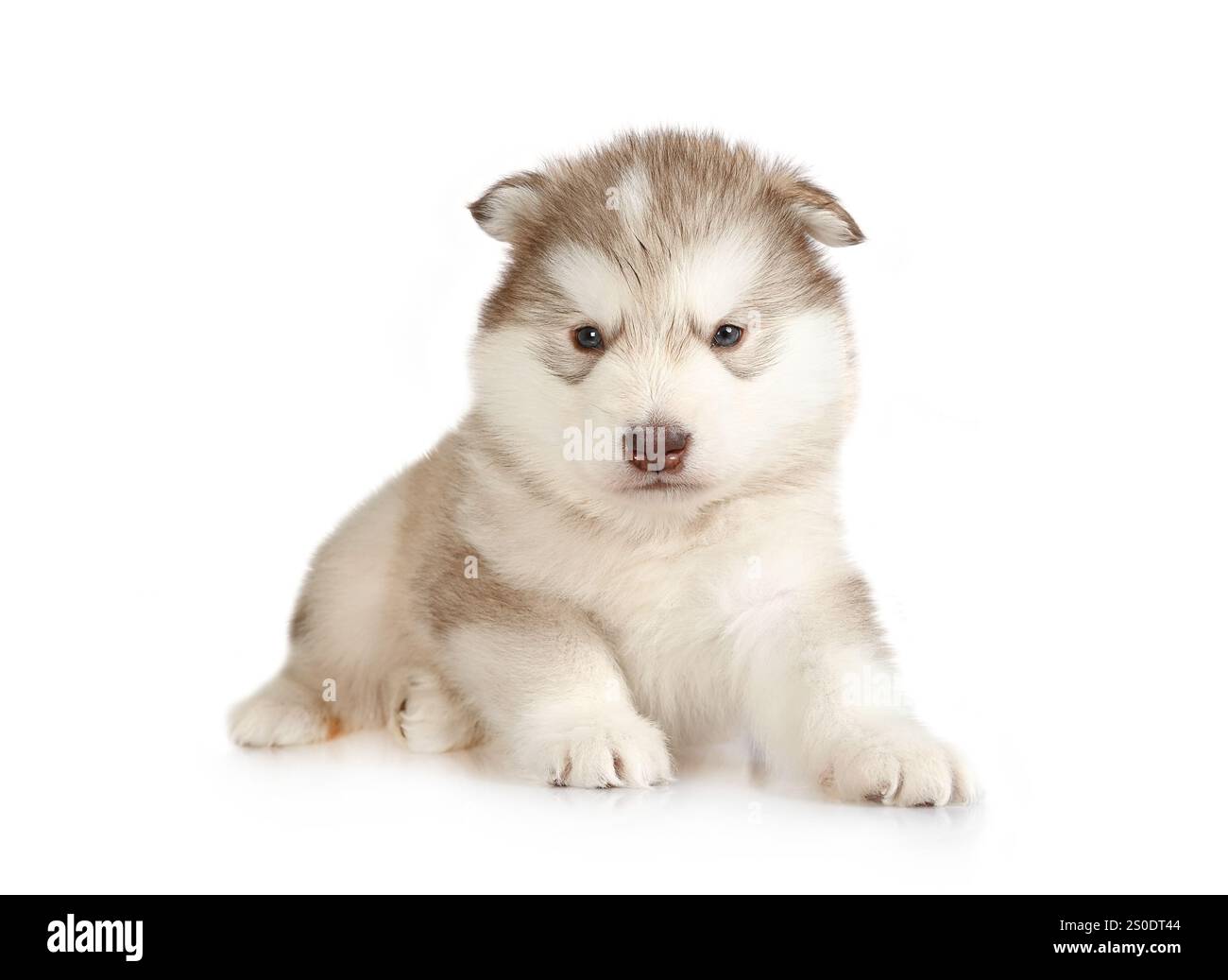 Purebred Alaskan Malamute puppy one month old isolated on a white ...