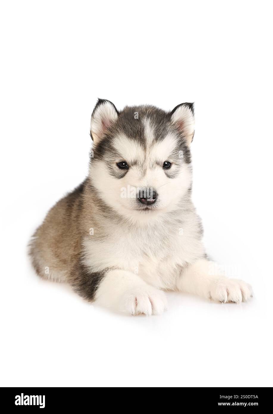 Purebred puppy of Alaskan Malamute dog isolated on a white background ...