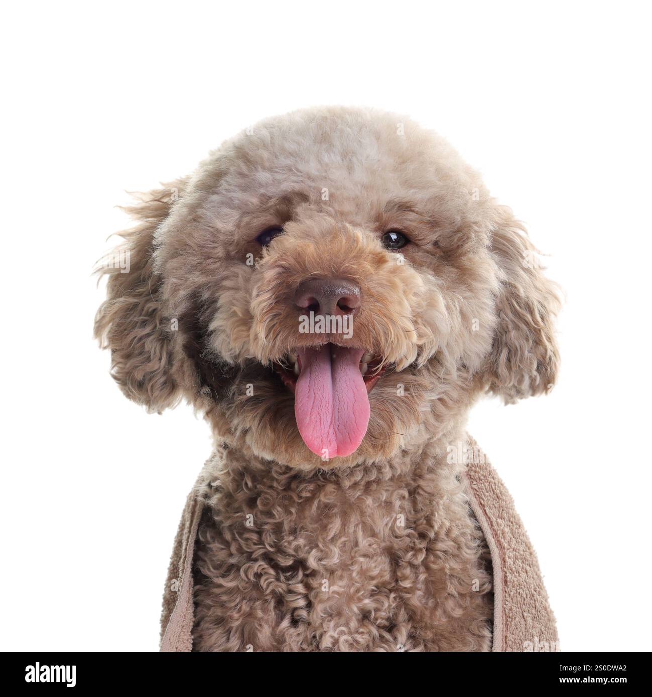 Cute dog wrapped in towel on white background Stock Photo - Alamy