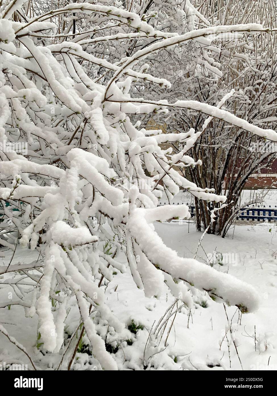 Snow-covered branches of urban trees after a heavy snowfall Stock Photo ...