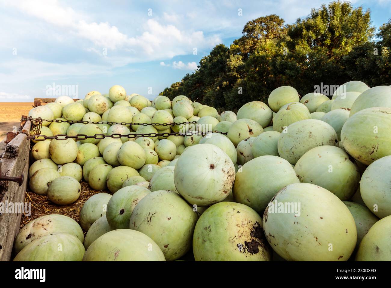 A large pile of green melons are stacked in a truck. The scene is ...