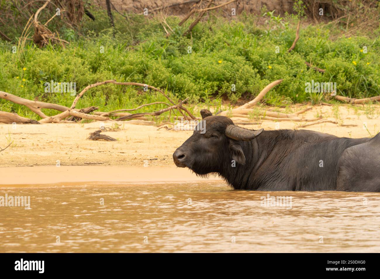 Water buffalo in river in Pantanal Brazil Stock Photo - Alamy