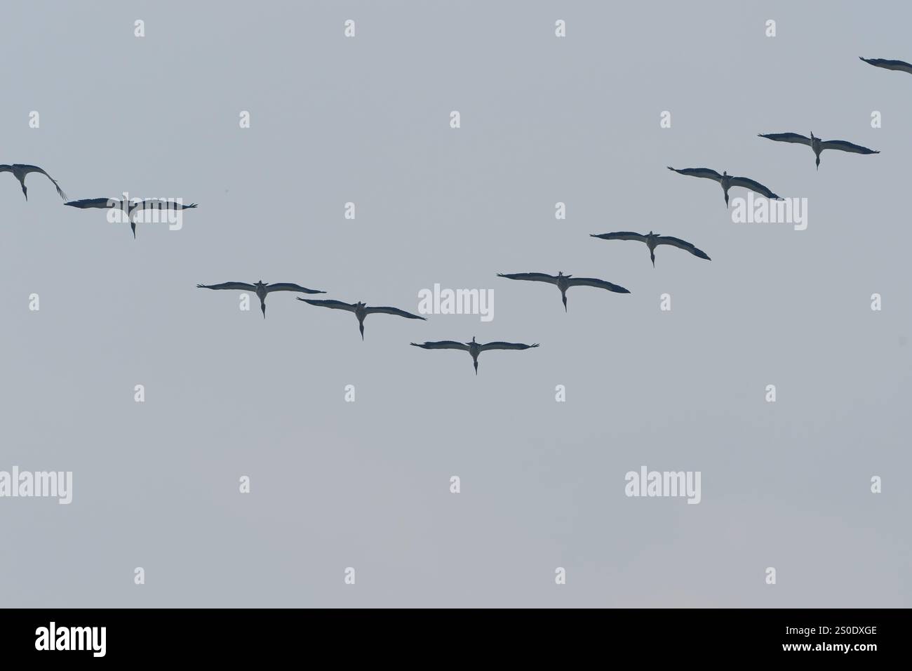 Flock of wood-stork flying in V formation overhead in Pantanal Brazil ...