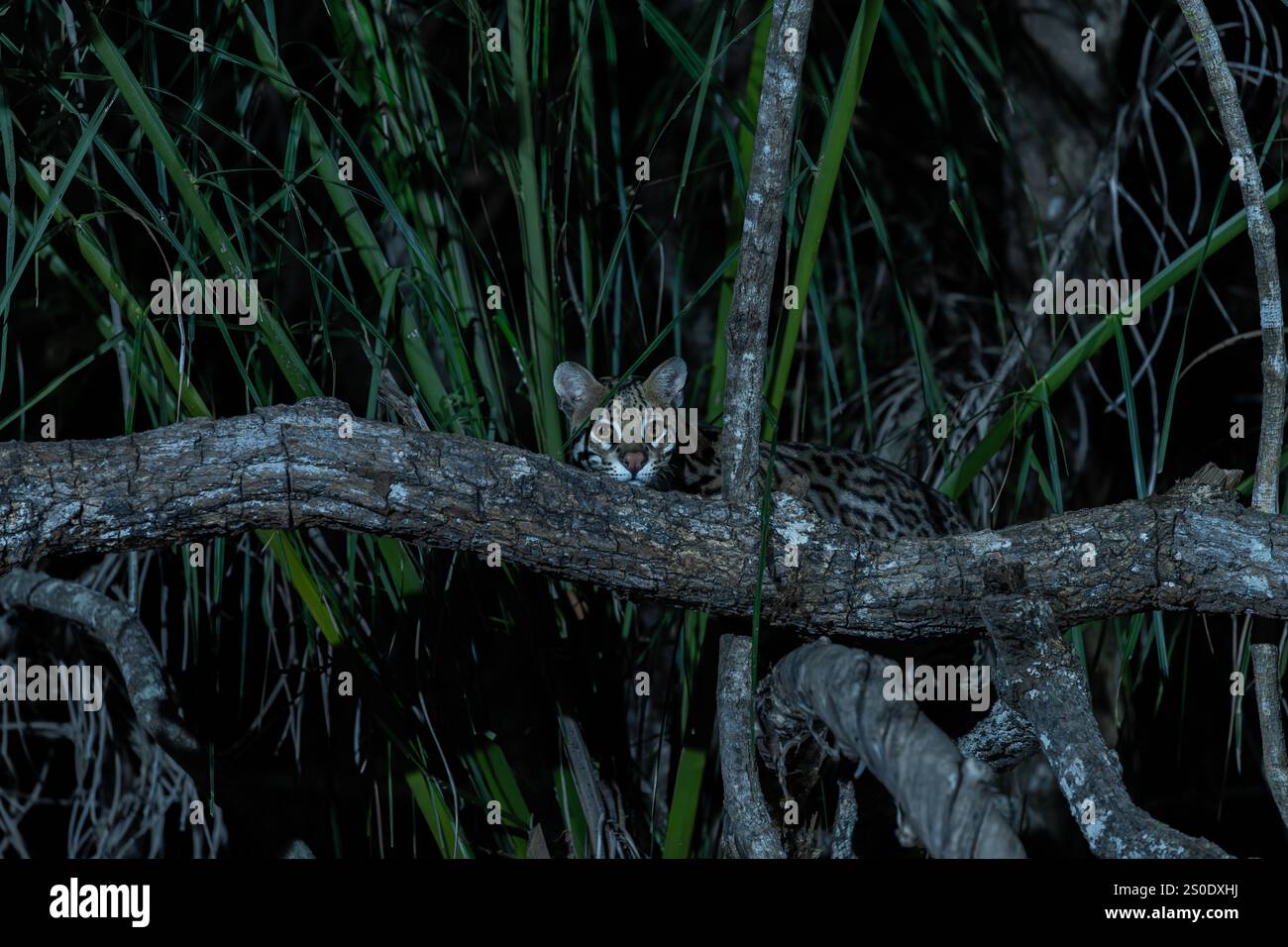 Ocelot peering from behind tree branches at night in PAntanal Brazil ...