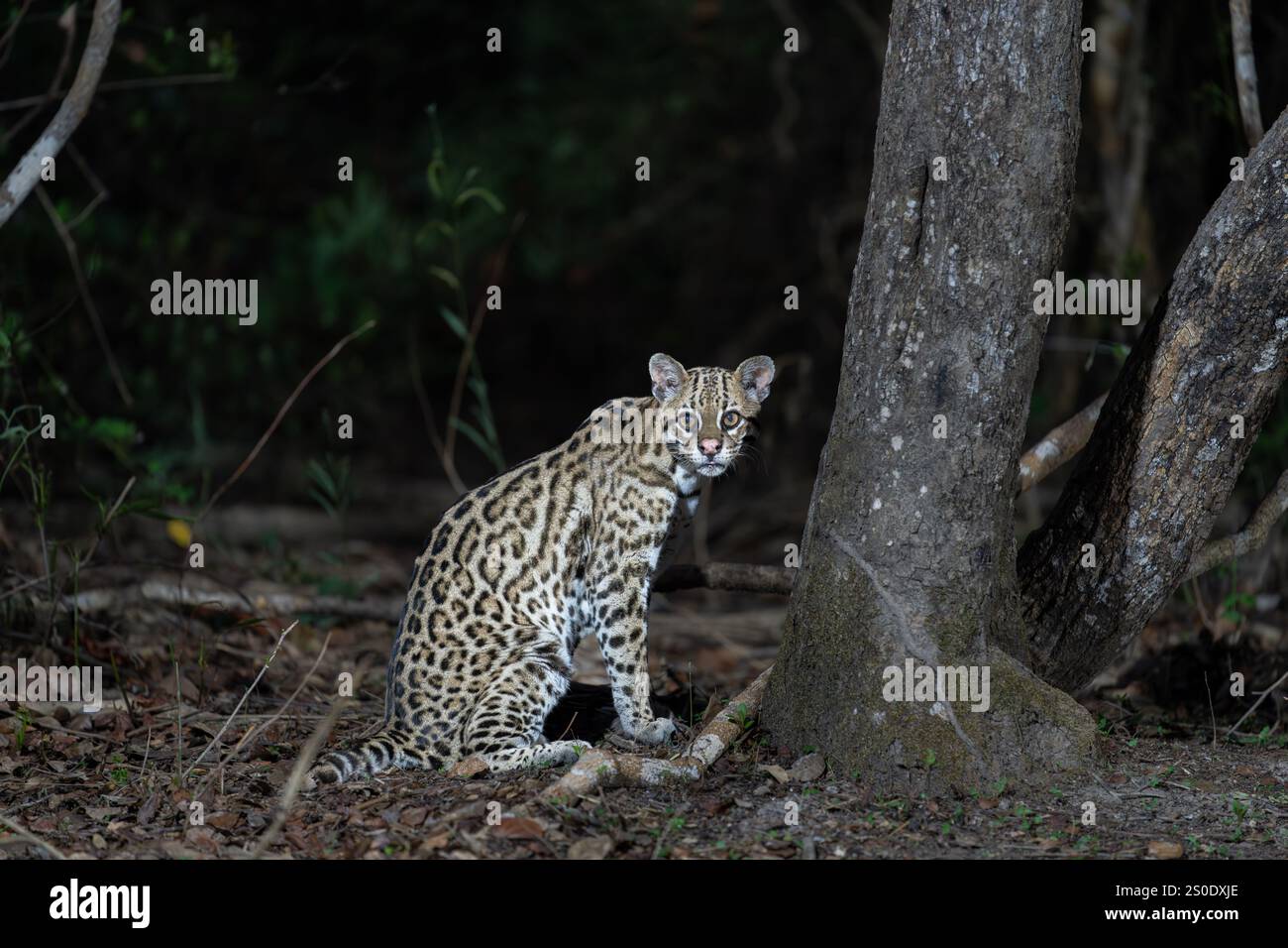 Ocelot sitting on ground at base of tree in night in the Pantanal ...