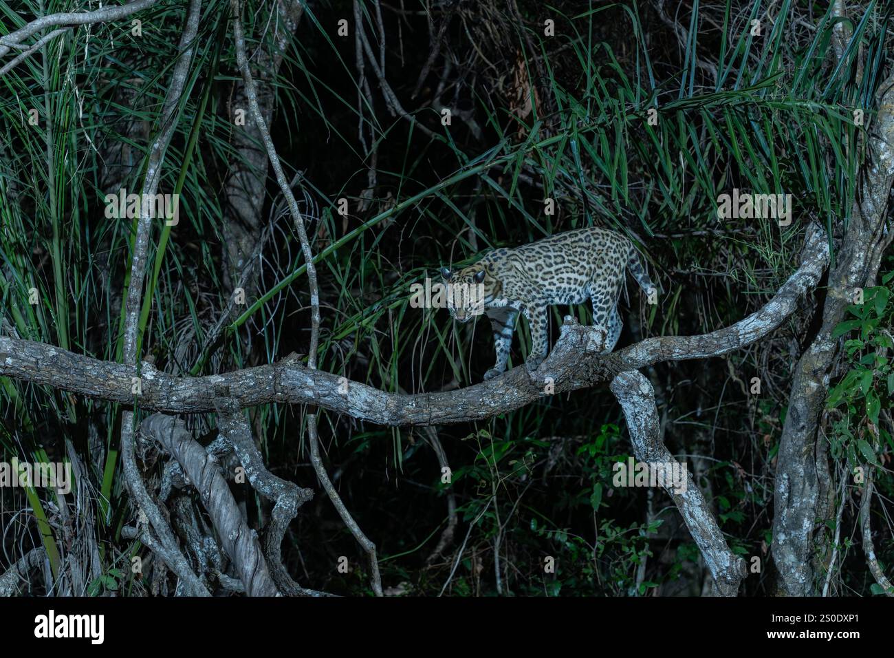 Ocelot climbing along tree branch in forest in Pantanal Brazil Stock ...