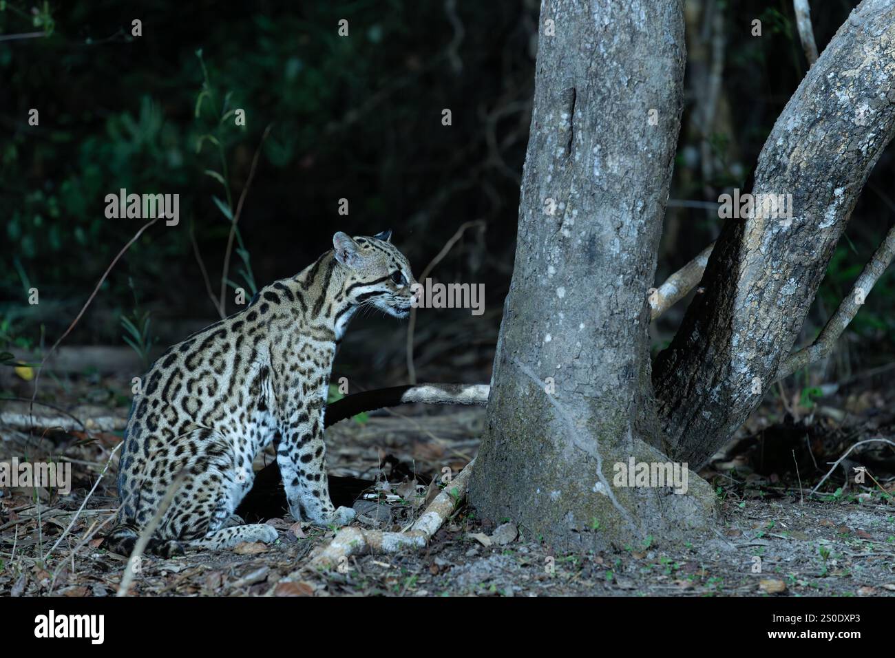 Ocelot sitting on forest floor in Pantanal Brazil Stock Photo - Alamy