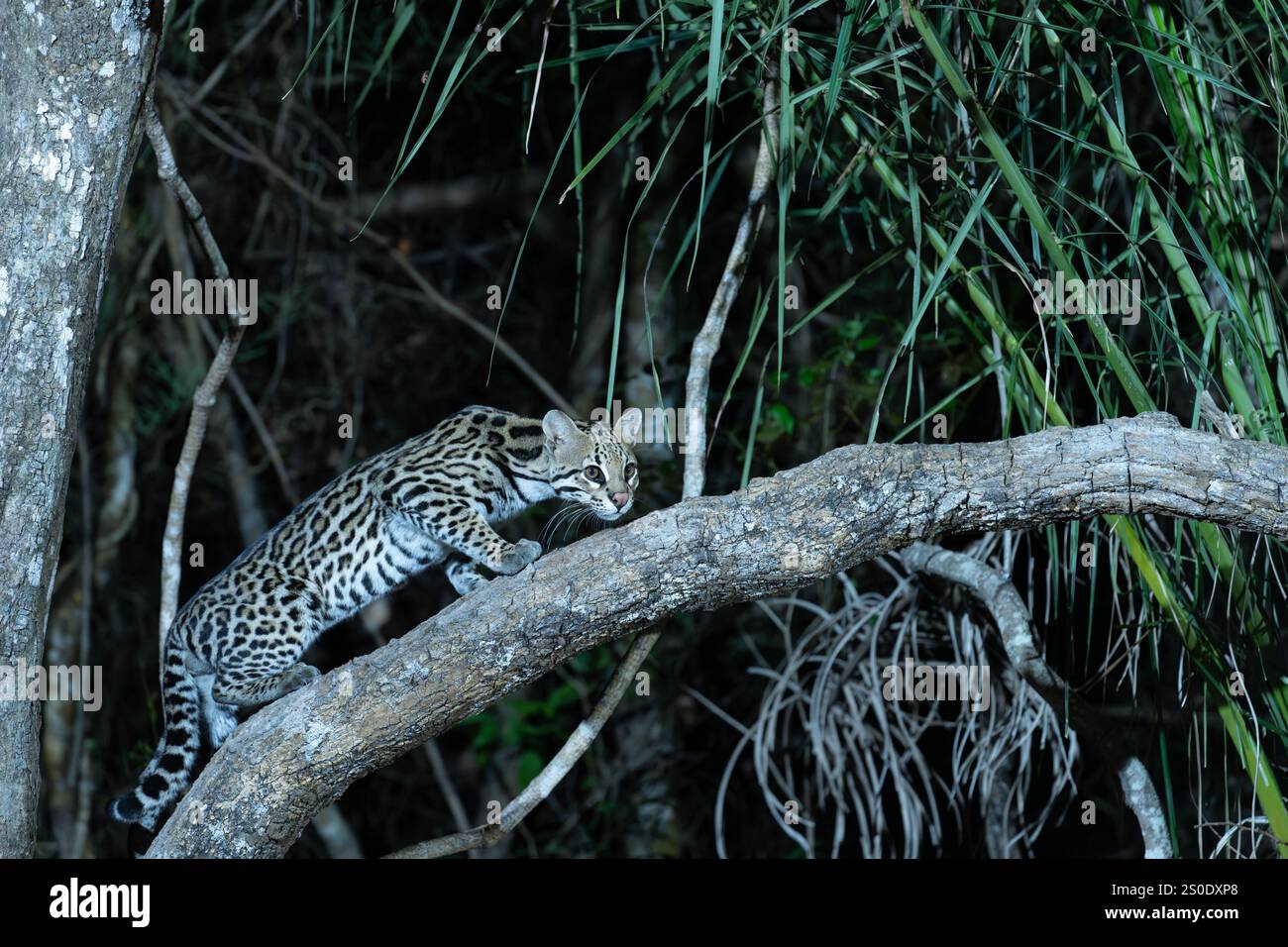 Ocelot at night on tree branch in the Pantanal, Brazil Stock Photo - Alamy