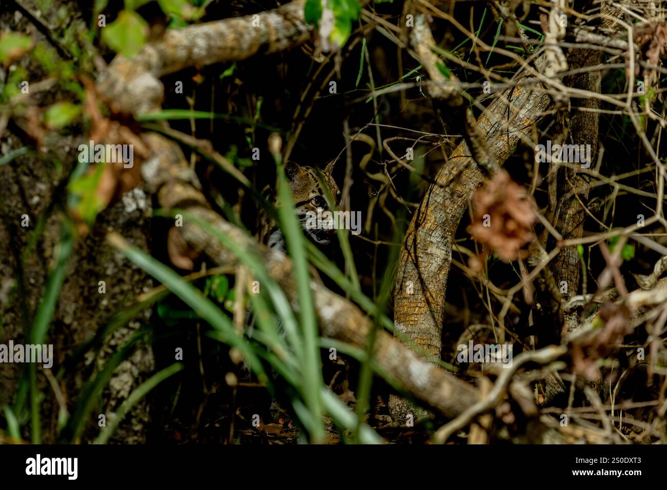 Leopard hiding behind bush hi-res stock photography and images - Alamy