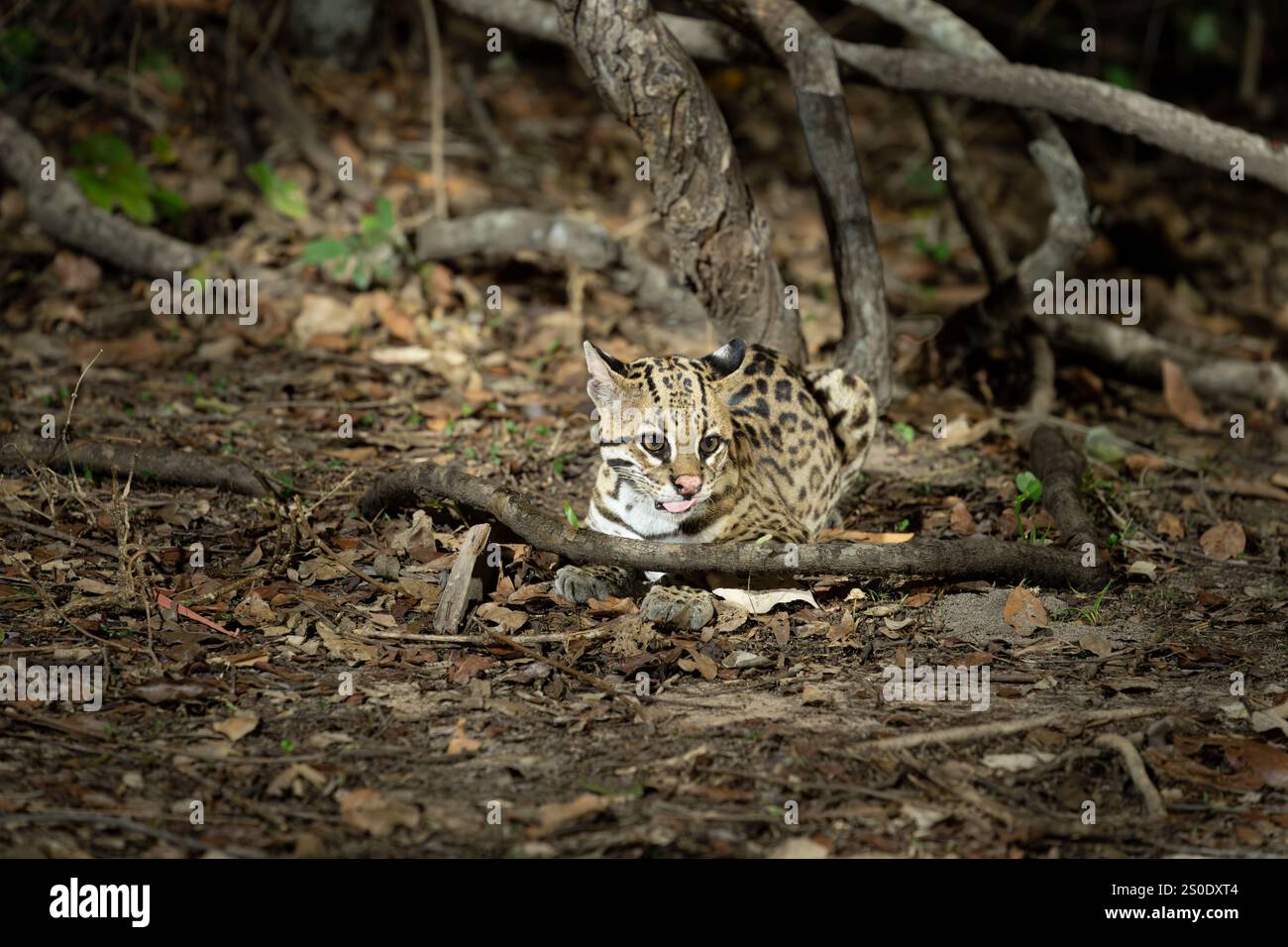 Ocelot sitting on forest floor at night in the Pantanal Brazil Stock ...