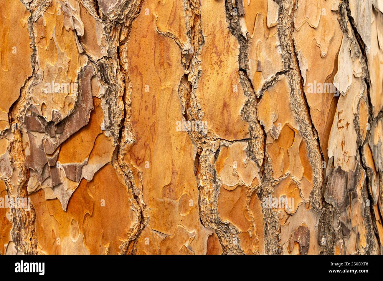 Maritime Pine, Pinus pinaster trunk symbol. Texture made of maritime ...