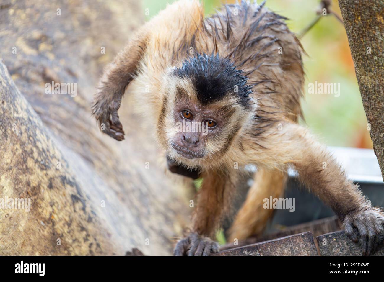 Capuchin monkey in tree damp from nights dew scratching it's head in ...
