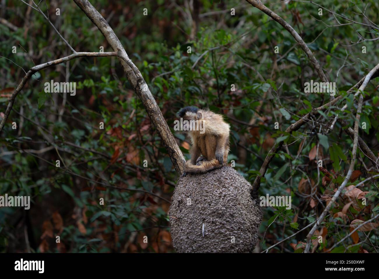 Capuchin monkey in tree in Pantanal Brazil Stock Photo - Alamy