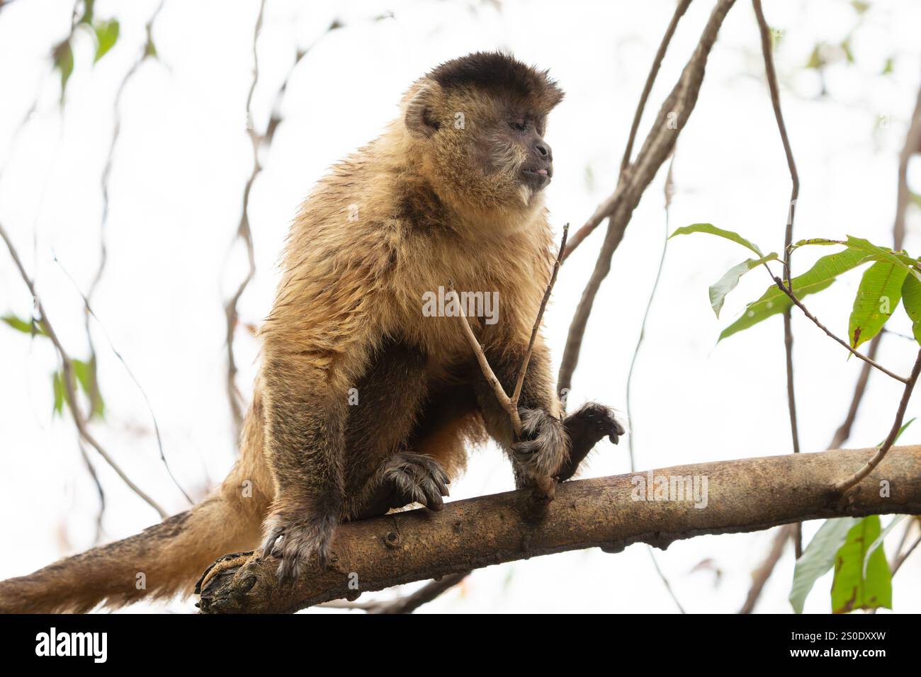 Male capuchin on branch in Pantanal Brazil Stock Photo - Alamy